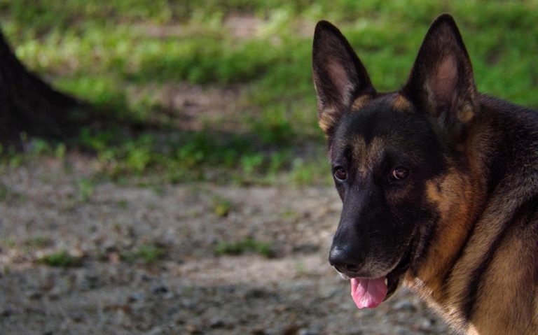 152 Strong Male Dog Names to Highlight Your Dog's Strength