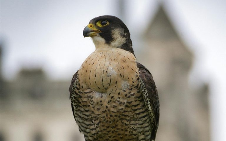What Eats Hawks: 15 Predators That Threaten These Birds