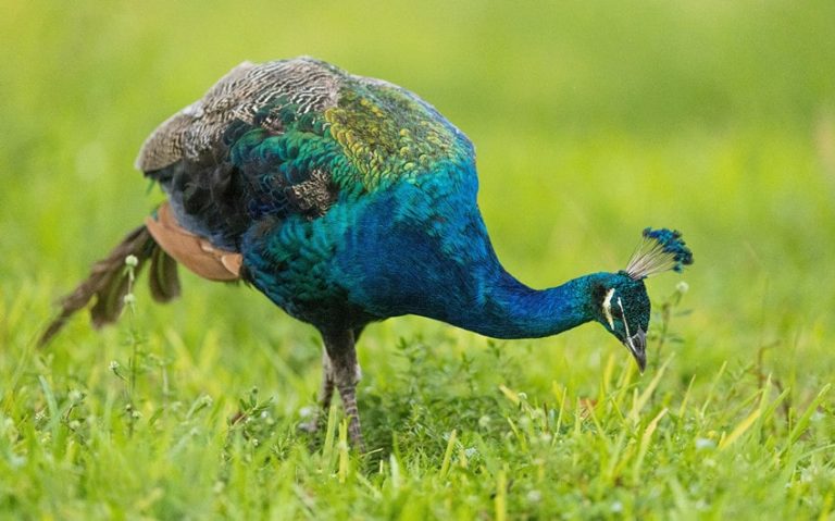 What Do Peacocks Eat? A Complete Guide to Their Diet